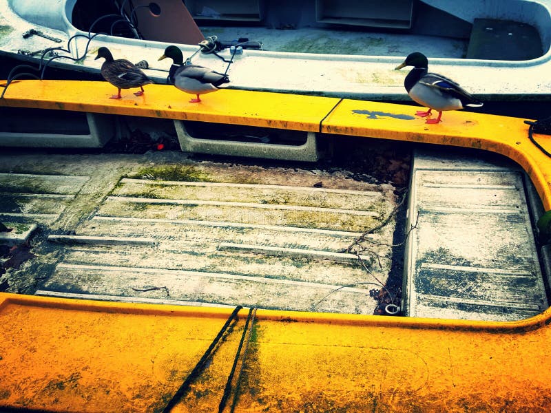 Birds stock photo. Image of feathers, duck, birds, yellow - 65812354