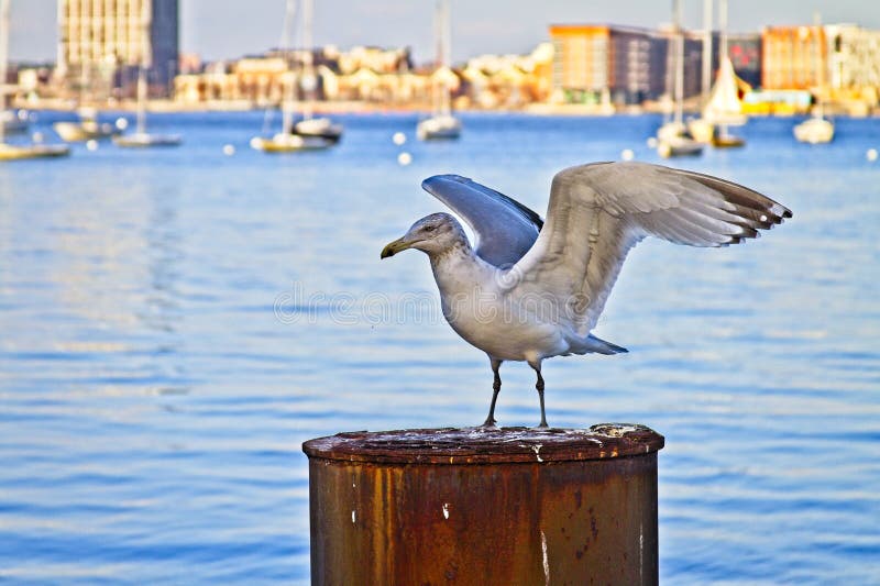 Birds of Boston stock image. Image of freedom, boston - 139302443