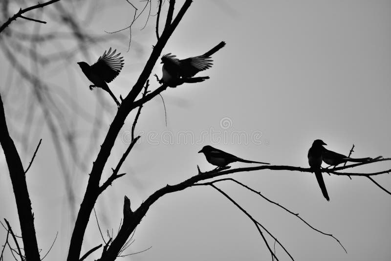 Birds on a branch stock image. Image of transparent, branches - 48977319
