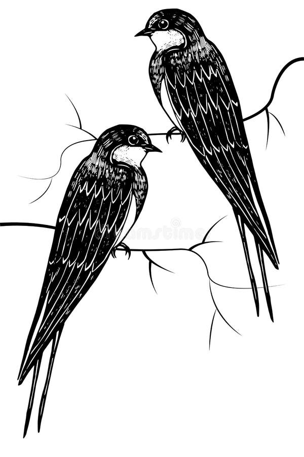 Two Swallow Drawing