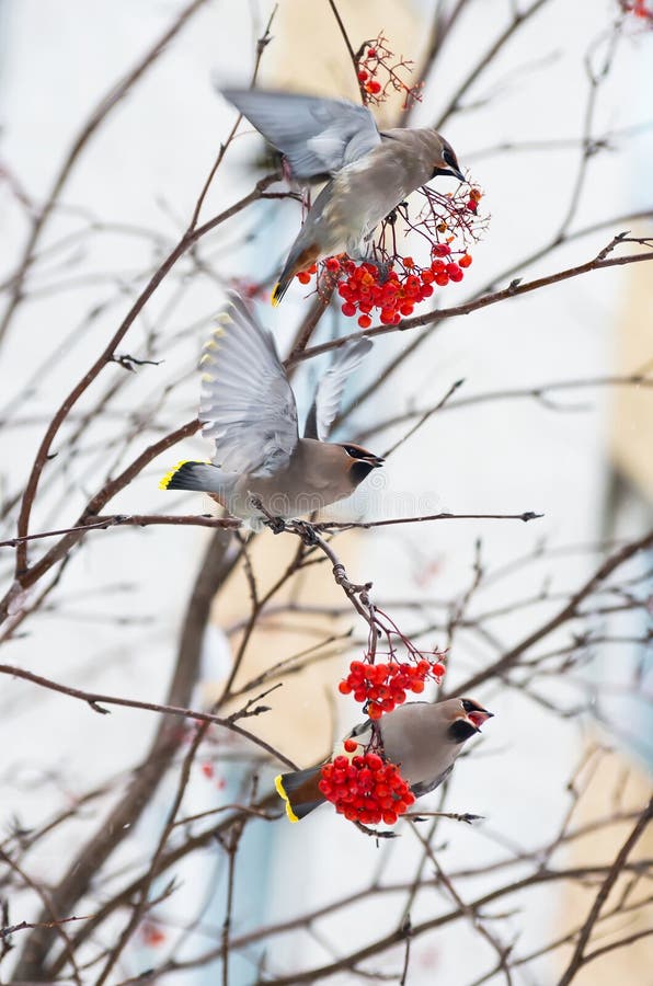 Birds on a branch of rowan stock photo. Image of bush - 45449306