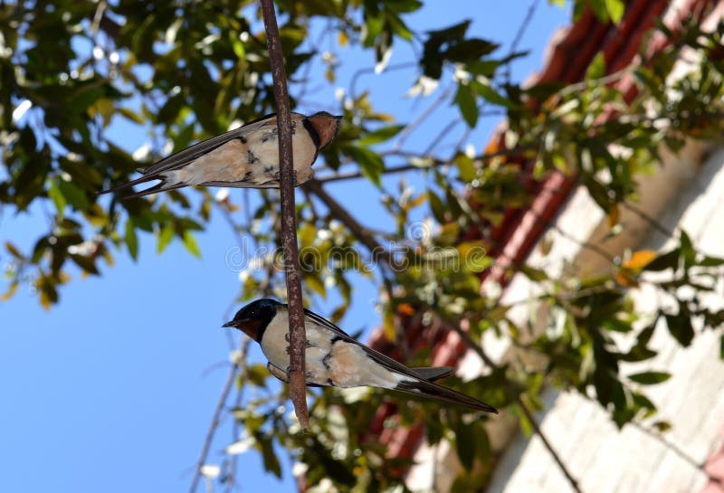 Birds on the branch stock photo. Image of animal, plant - 118824848