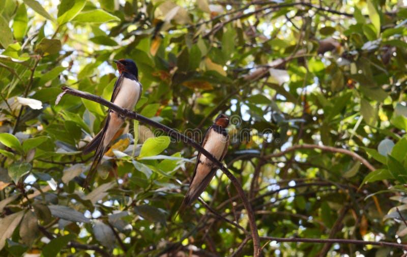 Birds on the branch stock image. Image of branch, color - 118824433