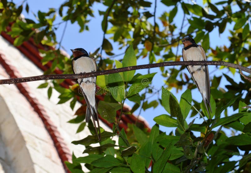 Birds on the branch stock image. Image of leafs, couple - 118824461