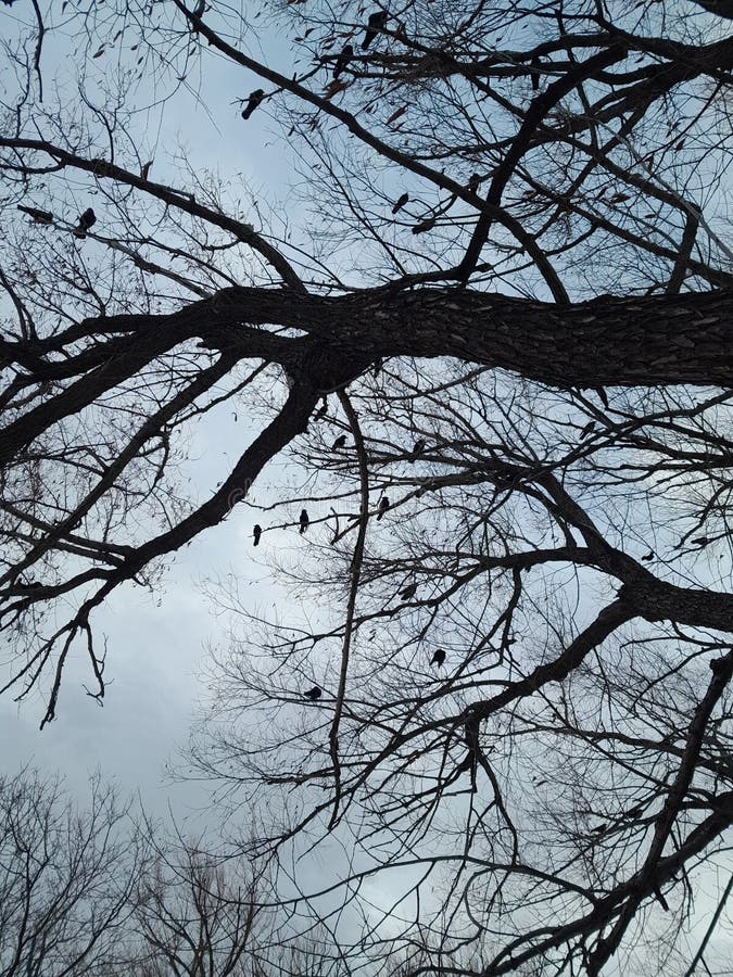 Birds in the Branches with Storm Clouds in the Background on a Winter ...