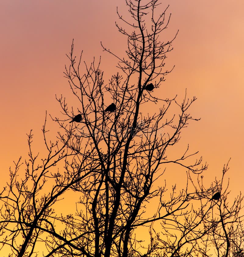 Birds on the Branches of a Tree Against the Sunset Stock Image - Image ...