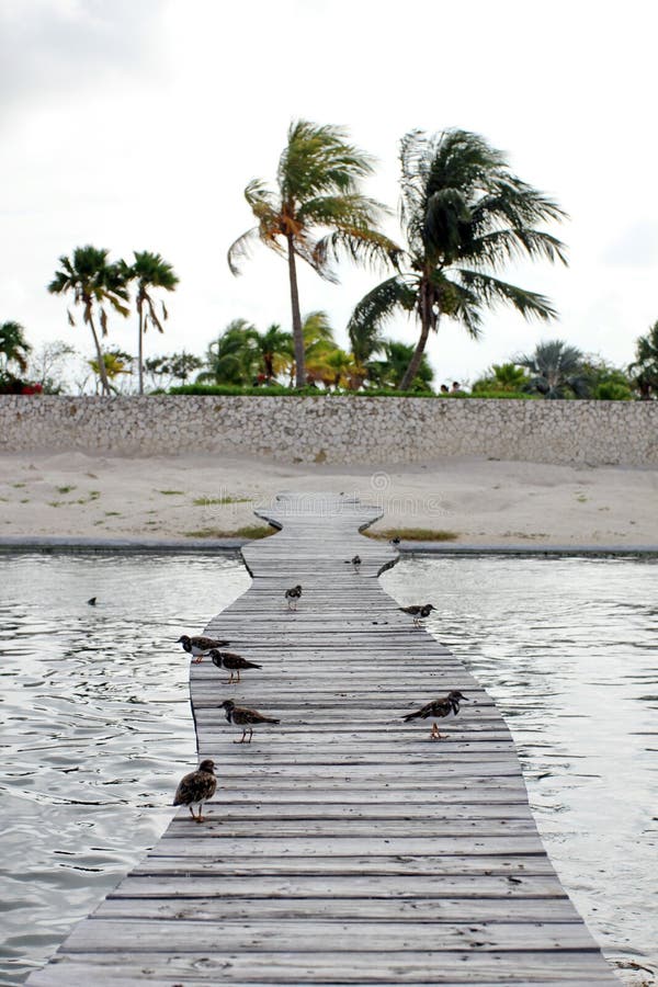 Birds on a bridge stock photo. Image of birds, nature - 17818400