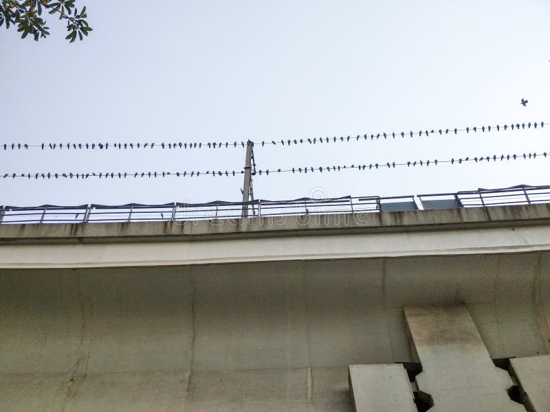 Birds on bridge stock photo. Image of flock, bridge - 117682878