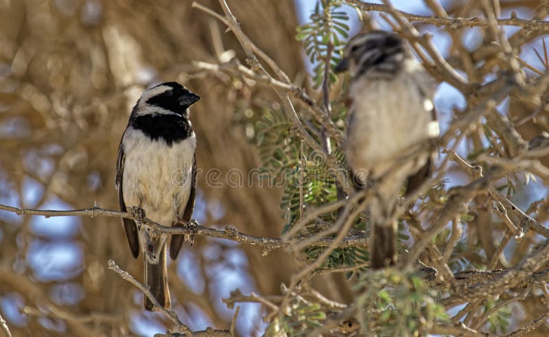 Birds in bush stock image. Image of bird, flora, birch - 179408193