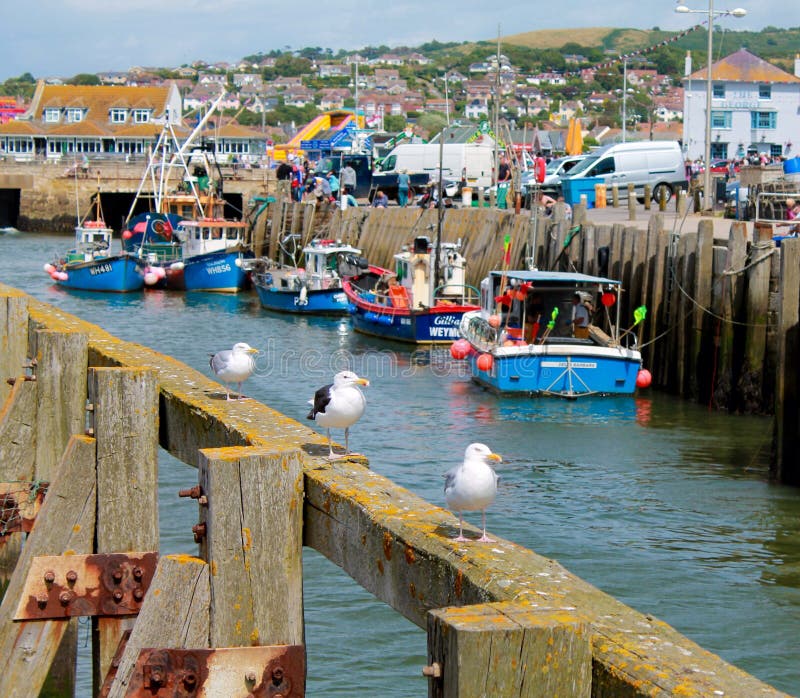 3 birds in a busy port editorial photography. Image of birds - 43393552