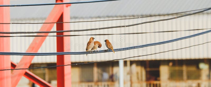 Birds on the cable wire stock image. Image of city, architecture - 93670681