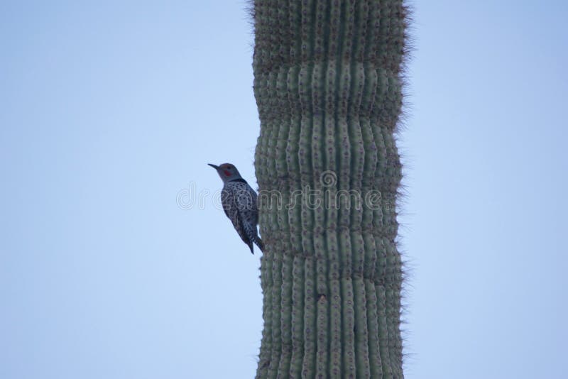 Birds on a cactus stock image. Image of fence, sitting - 131203195