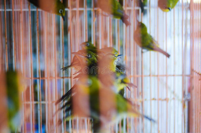 Birds in cages stock photo. Image of safari, bird, people - 321046962