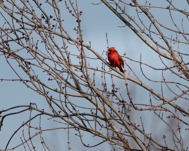 Cardinal in spring stock image. Image of birdwatching - 18146631