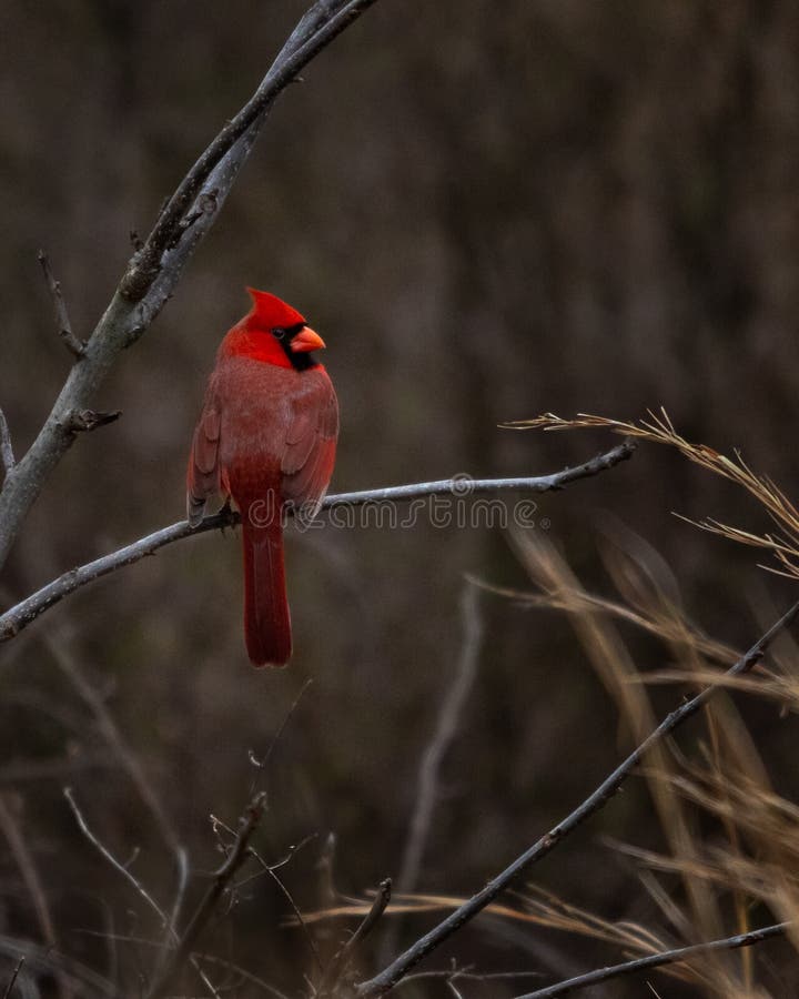 Cardinal in spring stock image. Image of birdwatching - 18146631