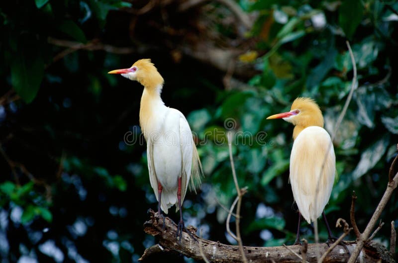 Birds Cattle Egret Pair Bubulcus Ibis Stock Photo - Image of white ...