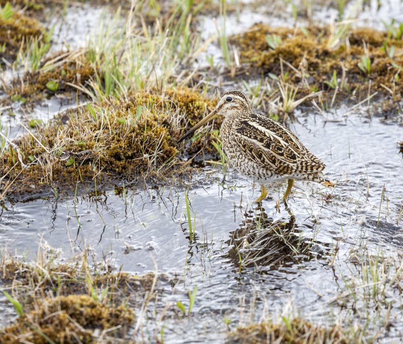 Birds of Chile. stock photo. Image of exotic, magellan - 38098138