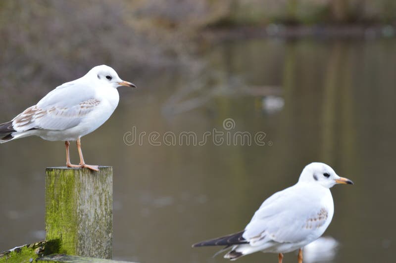 Birds Chilling on the River Bank Stock Image - Image of taking, blue ...