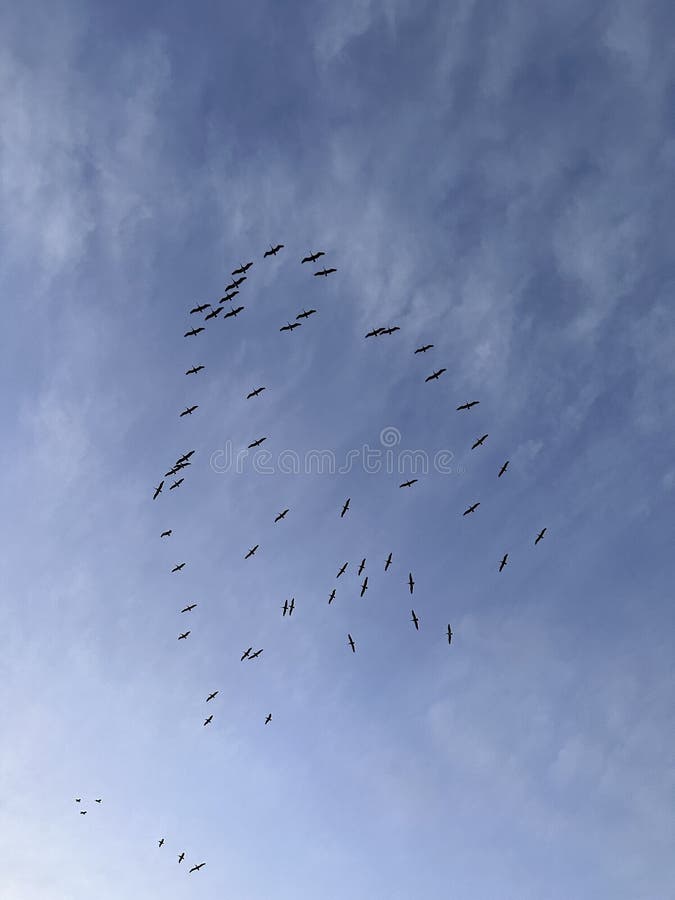 Birds in a Circular Formation in a Clear Blue Sky, Stock Image - Image ...