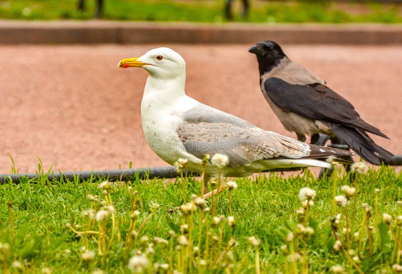 Birds in the city square. stock image. Image of city - 109797293