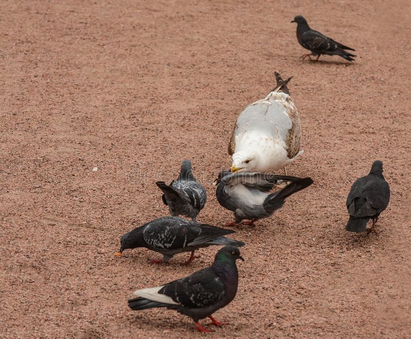 Birds in the city square. stock photo. Image of forage - 109686358