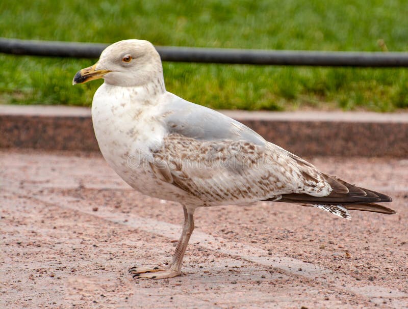 Birds in the city square. stock photo. Image of food - 109686004