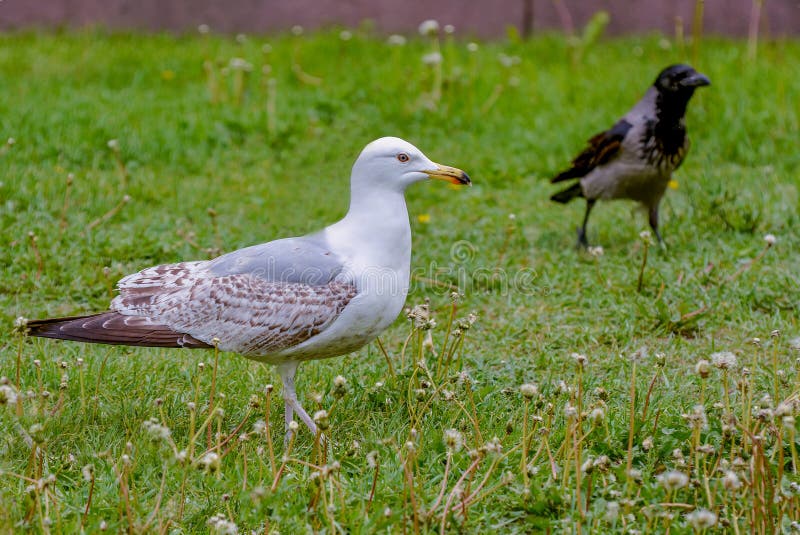 Birds in the city square. stock image. Image of natatorial - 109686021