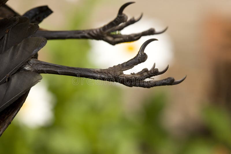 Birds claws stock photo. Image of claw, sharp, animal - 5181334