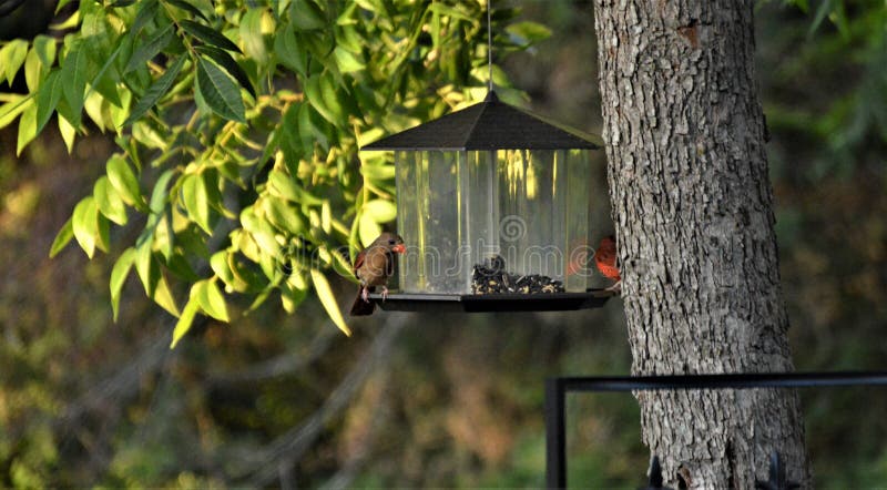 Birds on a Clear Feeder in the Back Yard Stock Image - Image of texas ...