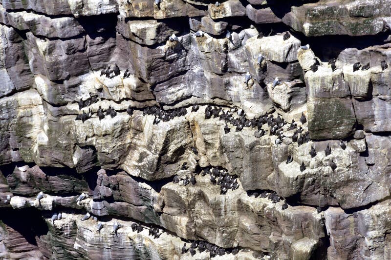 Birds on Cliff Stack on Island of the North West Highlands of Scotland ...