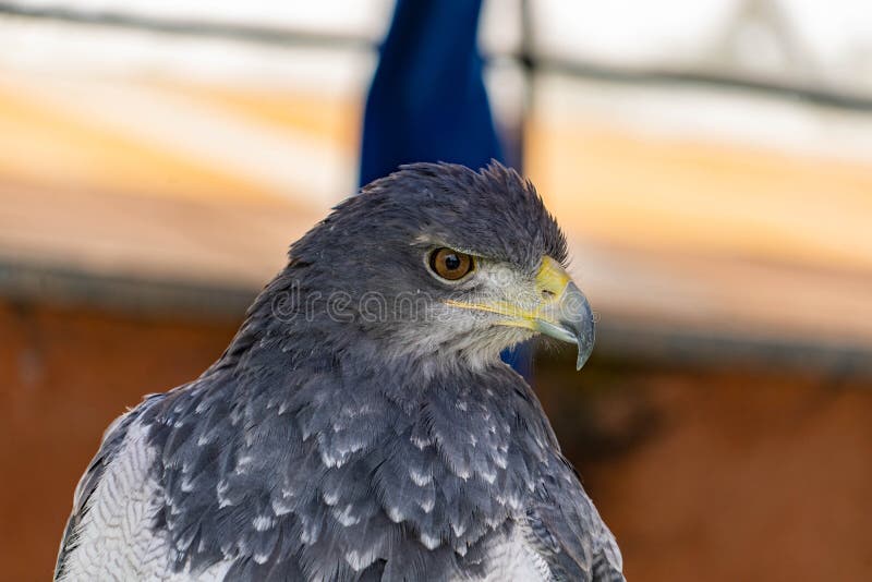 Birds Close Up during a Display Stock Image - Image of monforte, avian ...