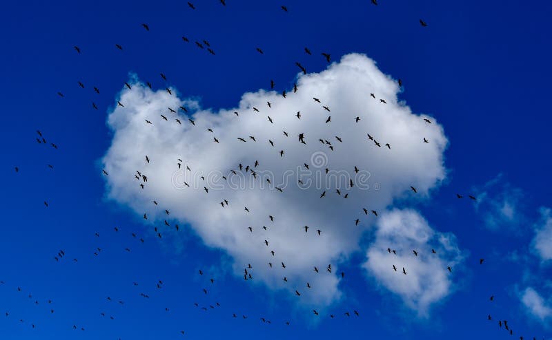 Birds on a cloud stock image. Image of flock, shaped - 112446329