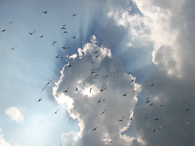 Lonely bird in moonlight stock photo. Image of season - 4323768