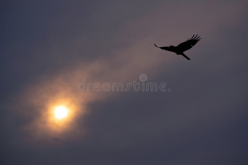 Birds clouds and the sun stock image. Image of biology - 178489829