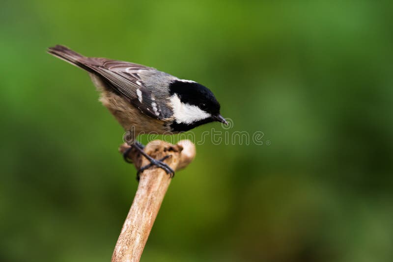 Birds - Coal Tit, Cole Tit, Periparus Ater Stock Photo - Image of ...
