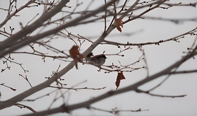 Birds in Cold Weather and I Think Its Very Sad about Situation Stock ...