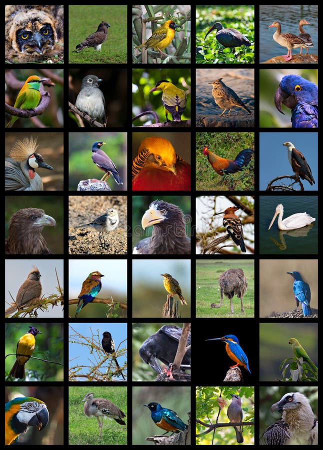 Birds stock image. Image of ibis, lark, collage, prey - 50325307