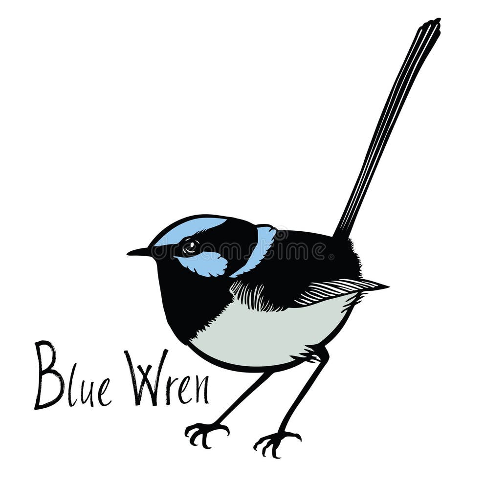 Blue Wren Stock Illustrations – 93 Blue Wren Stock Illustrations ...