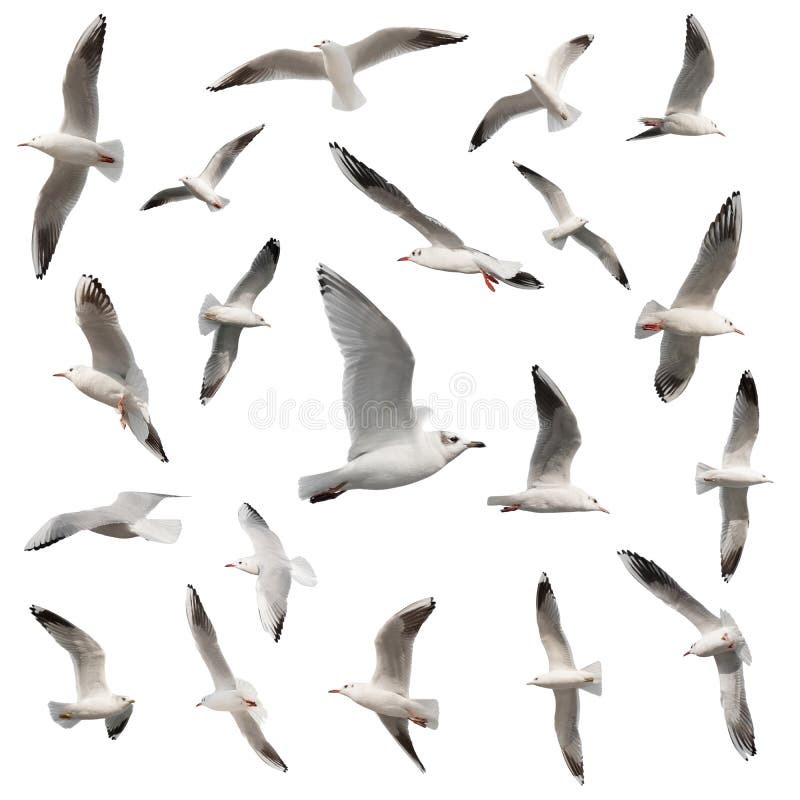 Birds collection isolated stock photo. Image of nature - 34369540
