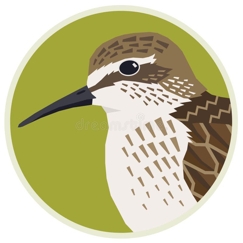 Sandpiper Bird Clip Art