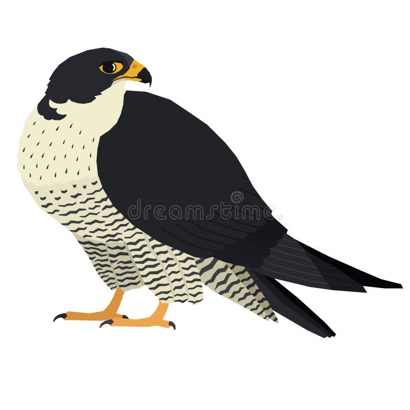 Peregrine Falcon Attacking Illustration Stock Vector - Illustration of ...