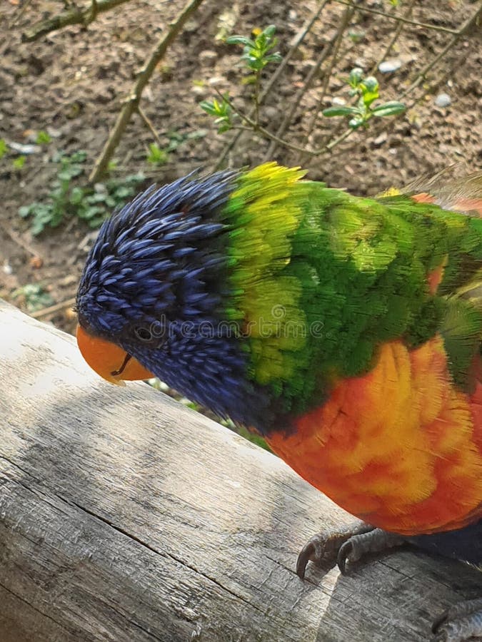 Birds Colorful Parrot Blue Green Stock Image - Image of colorful ...