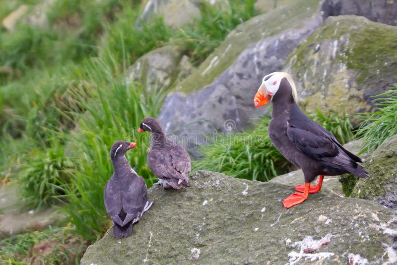 Commander islands birds stock photo. Image of avian, feather - 30290540