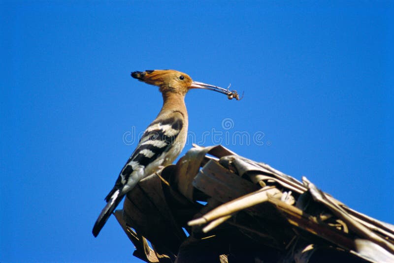 Birds Common Hoopoe Upupa Epops with Feed Stock Image - Image of upupa ...