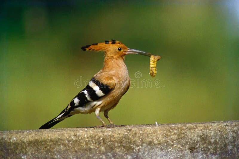 Birds Common Hoopoe Upupa Epops with Feed Stock Photo - Image of ...