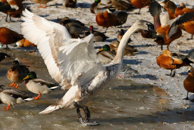 Birds community. stock image. Image of elegance, starting - 8256195