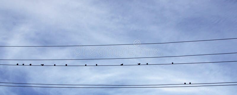 Birds on conductor stock image. Image of flock, line, telephone - 6091135
