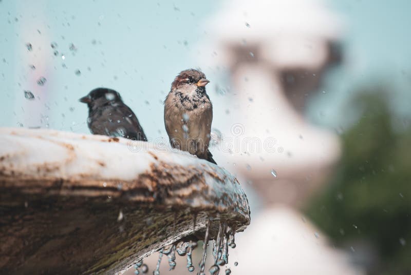 Birds Cooling Off in a Fountain in a City Stock Image - Image of ...