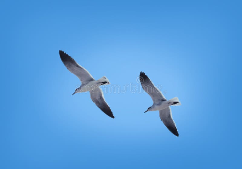 Birds couple stock image. Image of romance, couple, seagull - 30463077