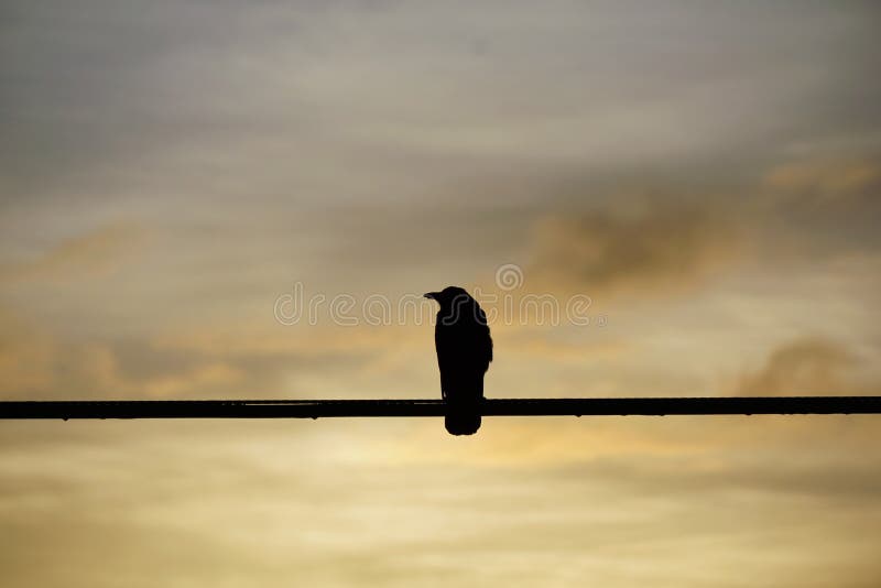 The crow stock photo. Image of loud, crow, wild, birds - 66980714